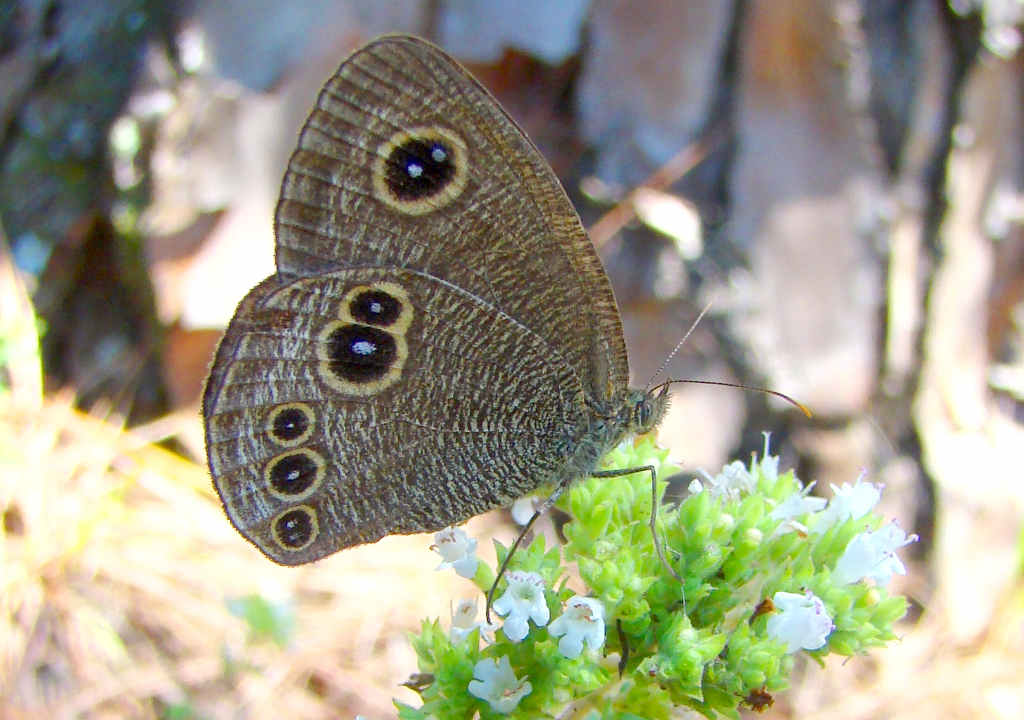 The official website of Great Himalayan National Park | A UNESCO World ...