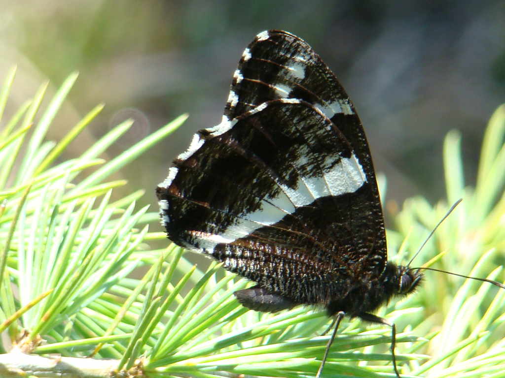 The official website of Great Himalayan National Park | A UNESCO World ...