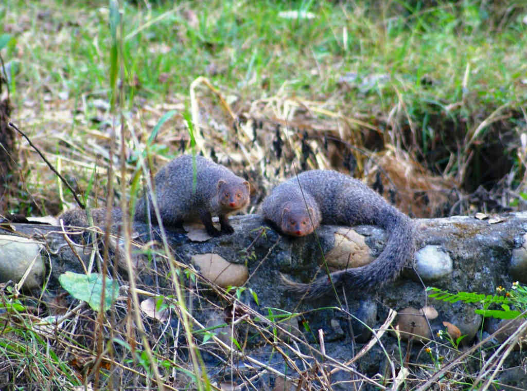 The official website of Great Himalayan National Park | A UNESCO World ...