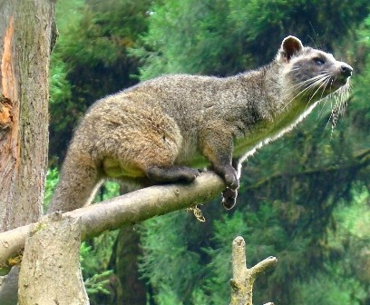 The official website of Great Himalayan National Park | A UNESCO World ...